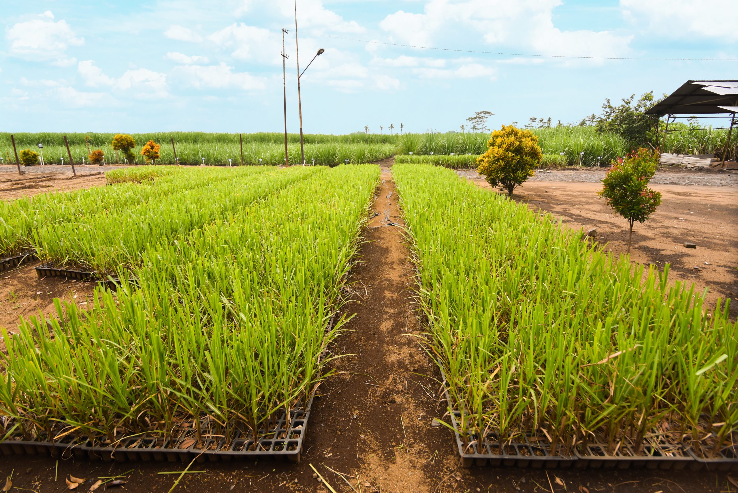 Foto dan Media – PT PG Rajawali I