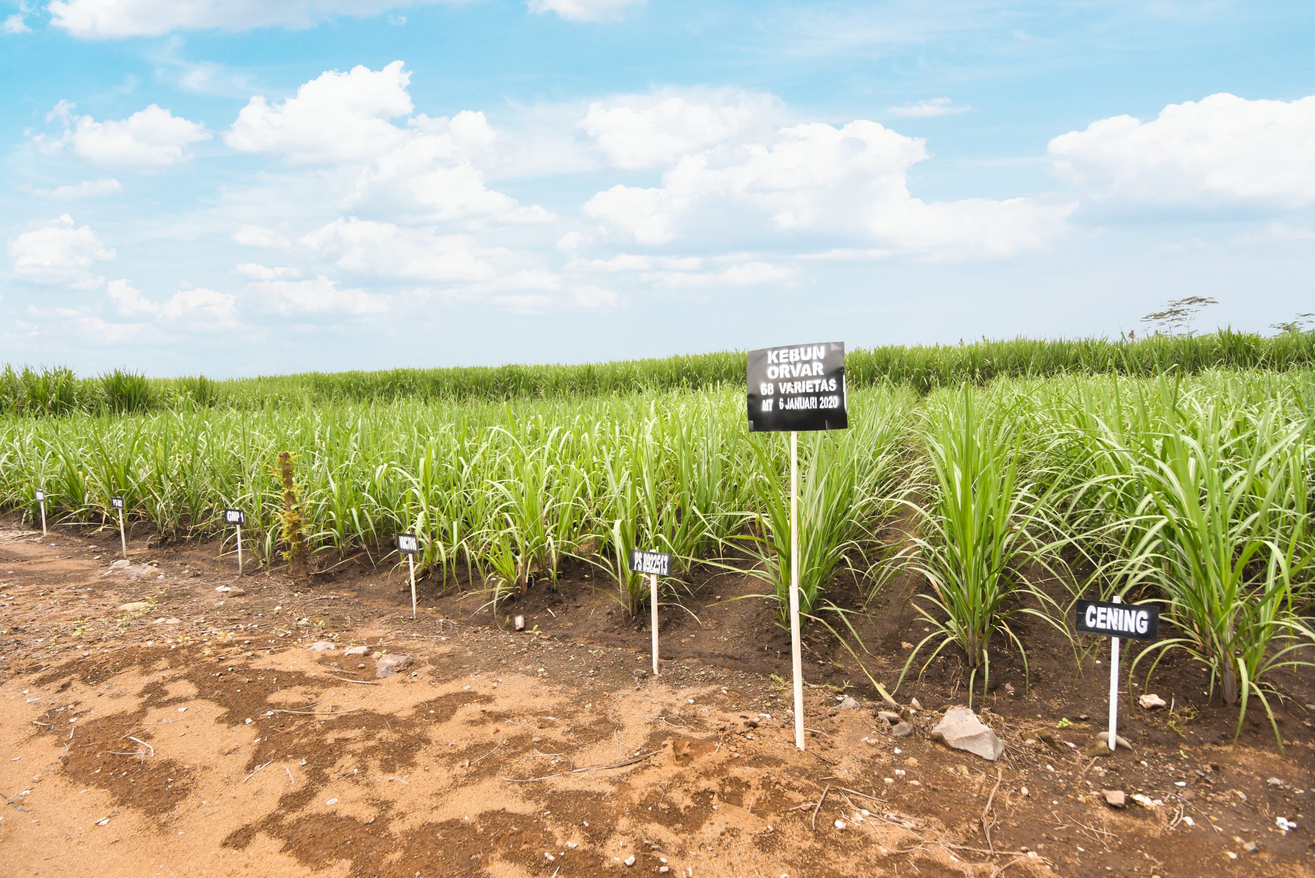 Foto dan Media – PT PG Rajawali I